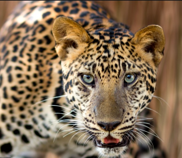 Home [joicexz.github.io]